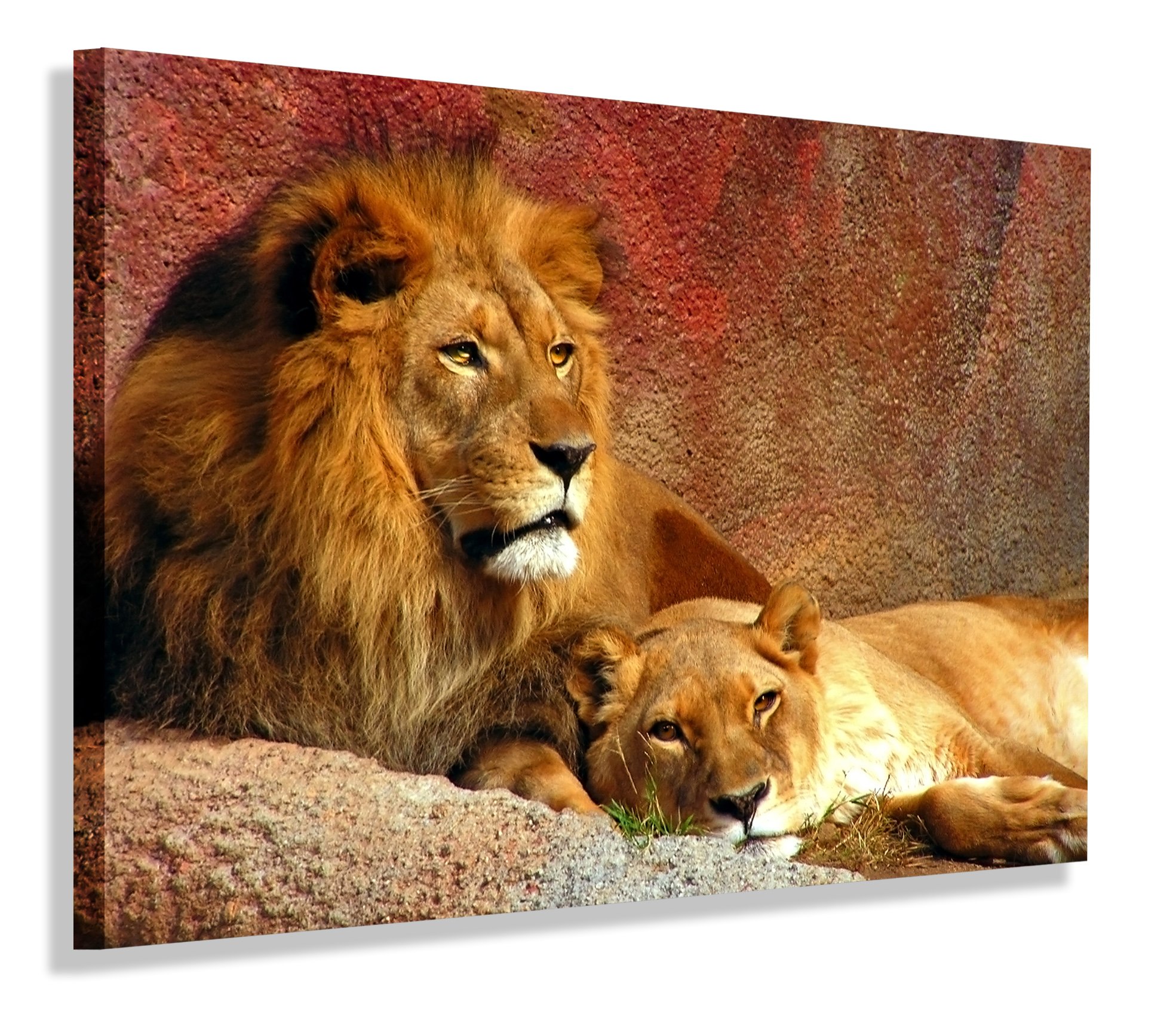 OBRAZ LEW AFRYKA OBRAZY CANVAS 70x50 (1665-70x50) • Cena, Opinie ...