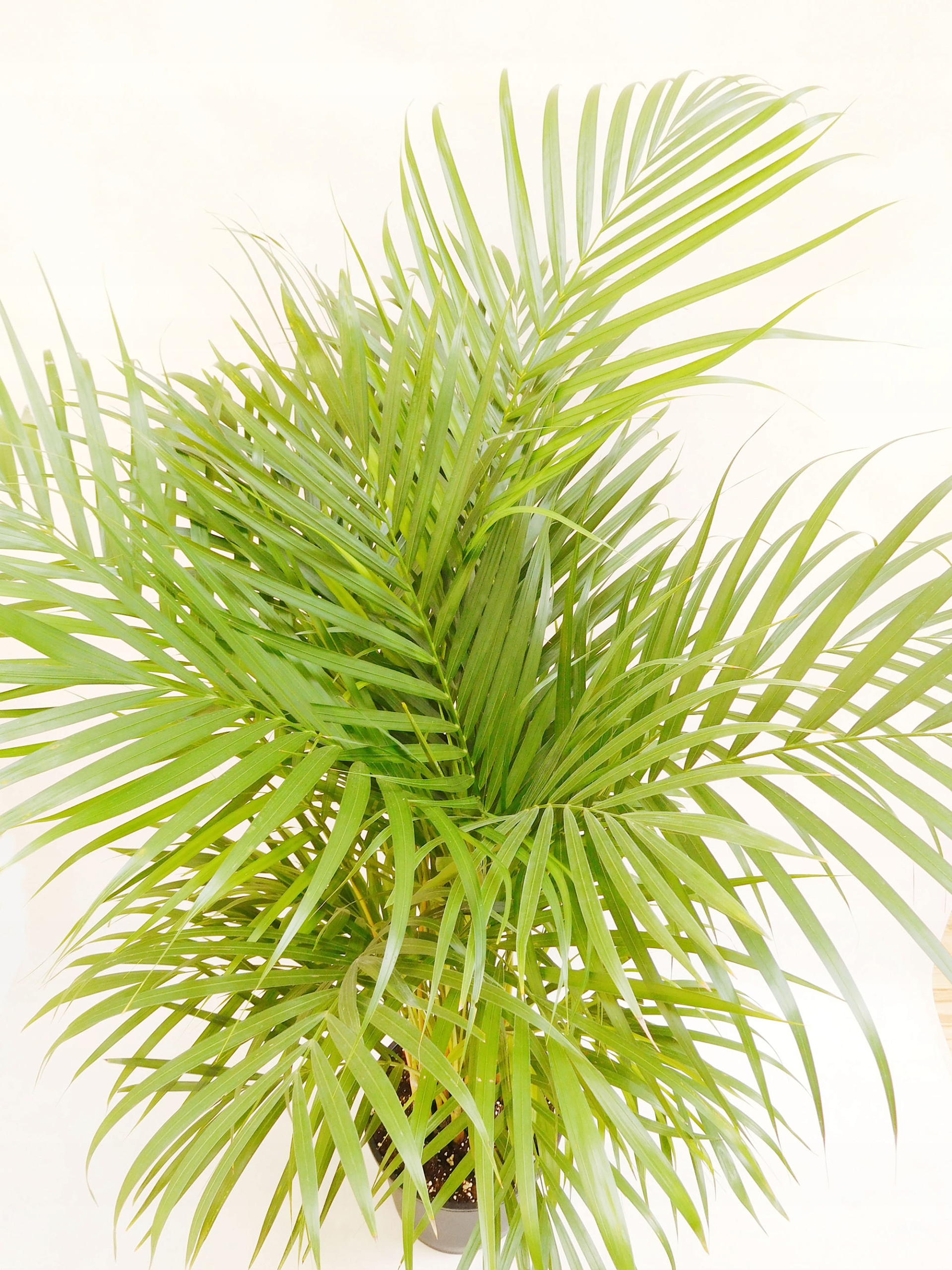 Palma AREKA (ARECA) 130 cm - 7499526456 - oficjalne archiwum allegro