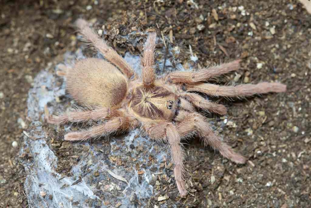 Neoholothele ex Holothele incei gold L1/2 - 7663865552 - oficjalne ...