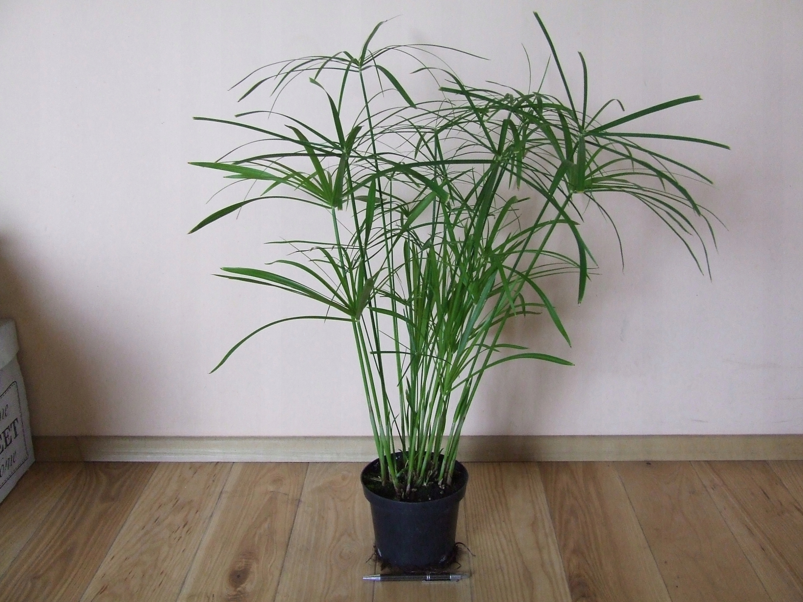PAPIRUS CIBORA Cyperus Alternifolius XXL 70-80cm! - 7539412568 ...