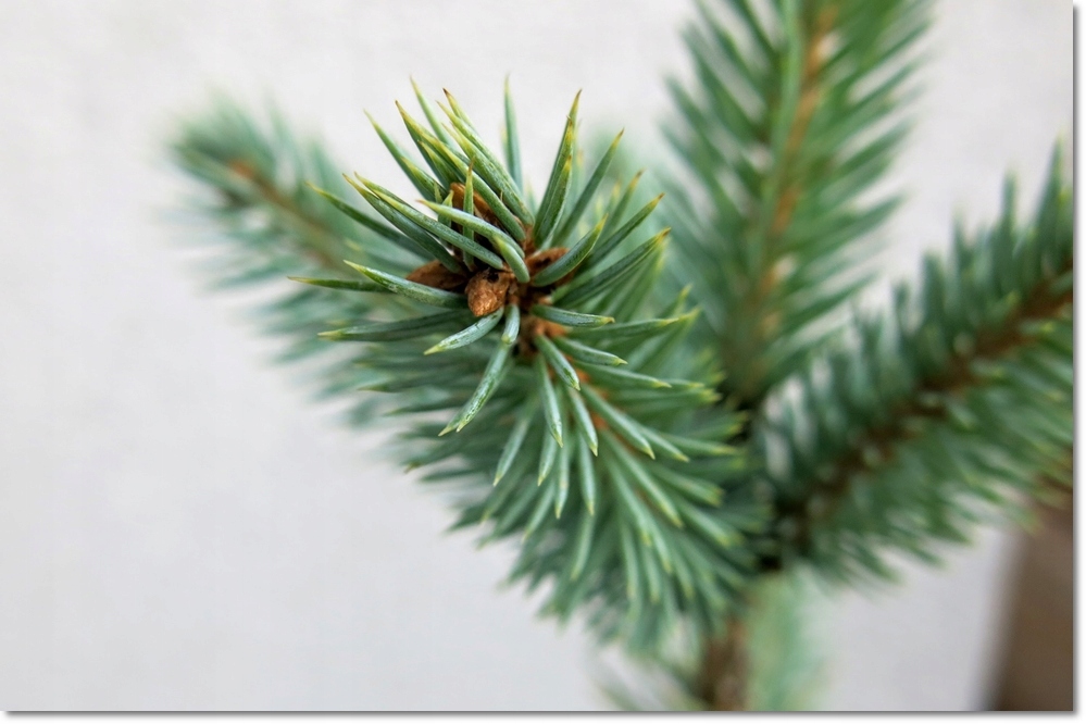 Picea pungens Neon - Rarytas !!! - 7471103118 - oficjalne archiwum Allegro