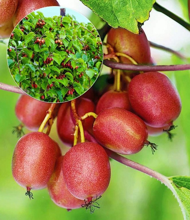 Actinidia arguta 'Ananasnaya' - Aktinidia KIWI !! - 7414720294 ...