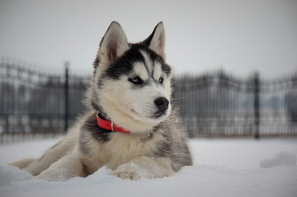 Siberian Husky / Haski / Haskie / Szczeniaki - 7166609912 - oficjalne ...