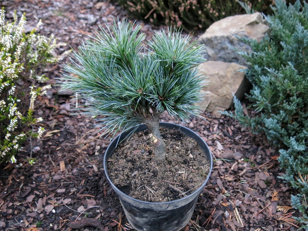 Pinus strobus 'Mary Butler' - unikat !!! - 7015416876 - oficjalne ... Pinus strobus 'Mary Butler' - unikat !!! - 7015416876 - oficjalne ...