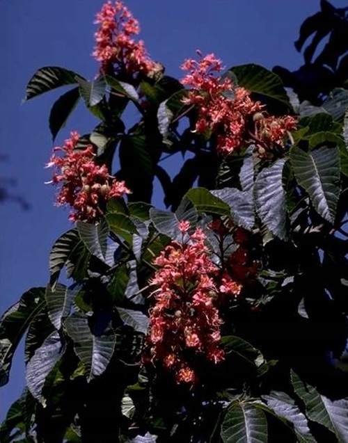 Kasztanowiec czerwony - różowo-czerwone C5 20-40cm - 7234203630 ...